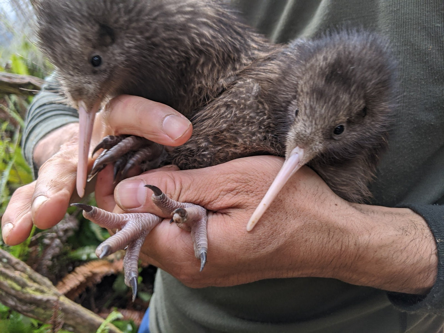 Kiwi Reserve - Premium New Zealand Honey & Conservation – KiwiReserve
